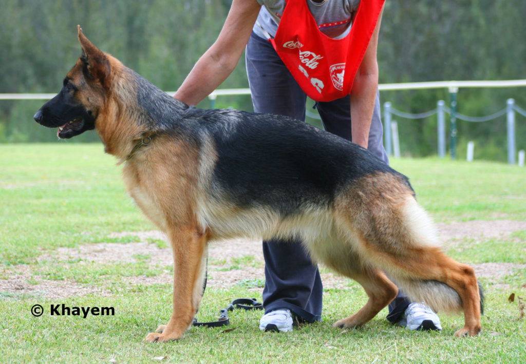 Vesper – Khayem German Shepherds