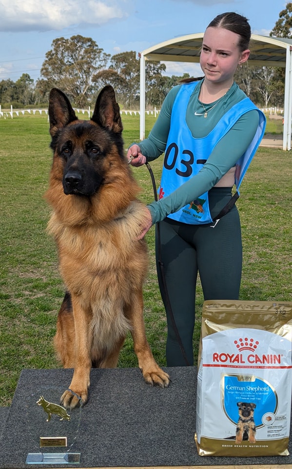 Cash – Khayem German Shepherds